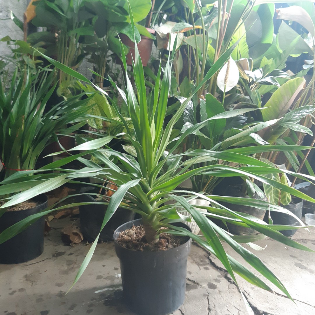Yucca palm, Furniture & Home Living, Gardening, Plants & Seeds on Carousell