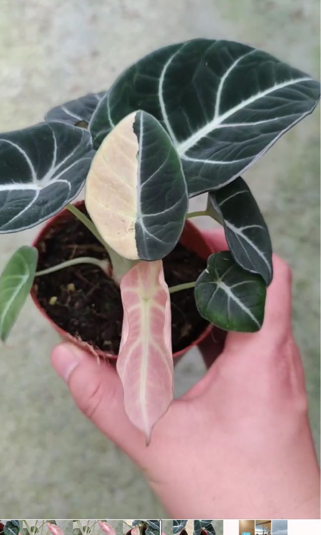 Alocasia black velvet variegated, Furniture & Home Living, Gardening ...