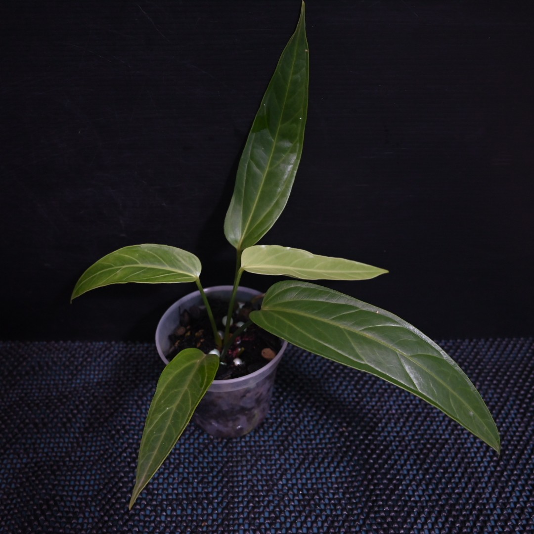 Anthurium Spectabile, Furniture & Home Living, Gardening, Plants ...