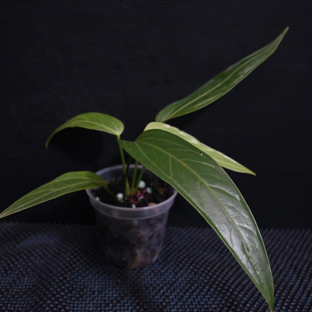 Anthurium Spectabile, Furniture & Home Living, Gardening, Plants ...