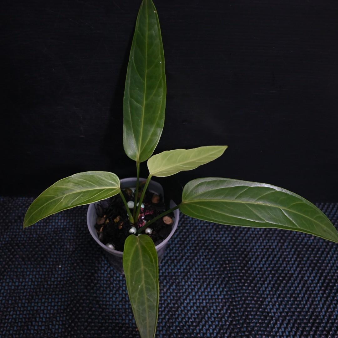 Anthurium Spectabile, Furniture & Home Living, Gardening, Plants ...