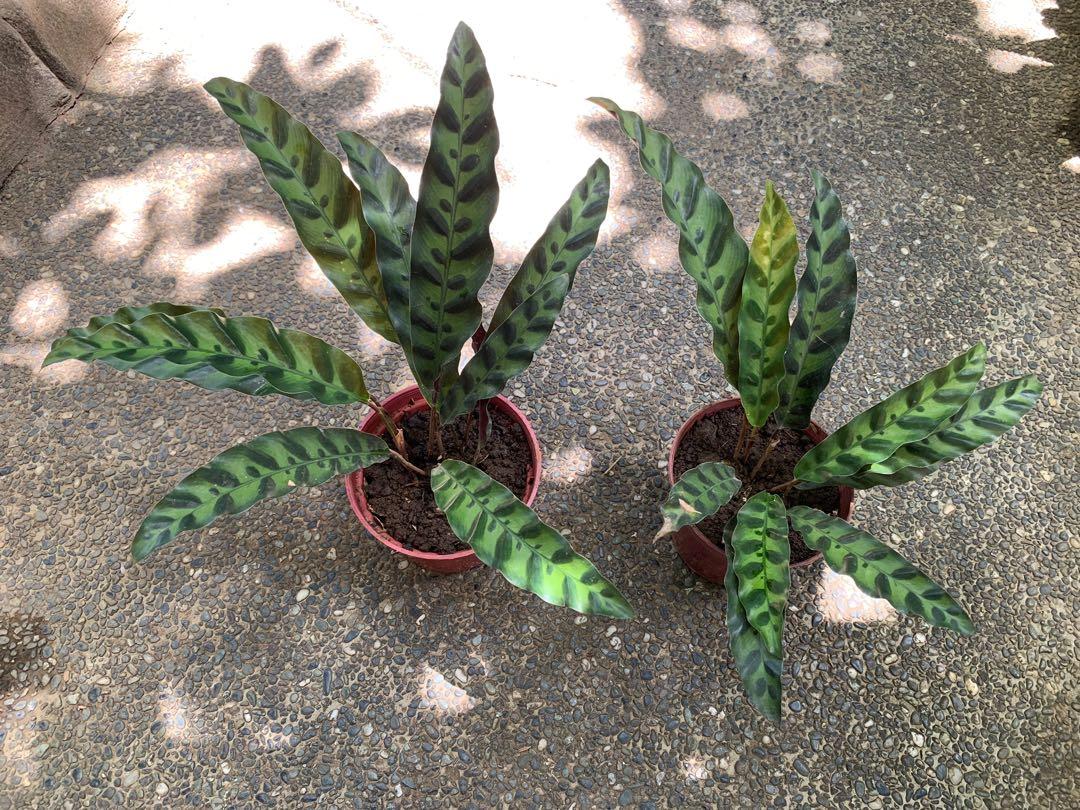 Calathea Rattlesnake (Budget), Furniture & Home Living, Gardening ...