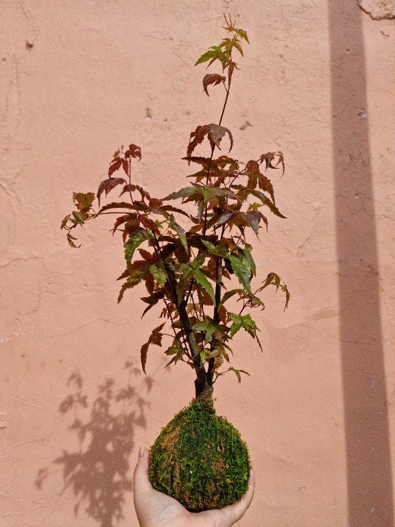 Chinese Maple Tree Kokedama, Furniture & Home Living, Gardening, Plants ...