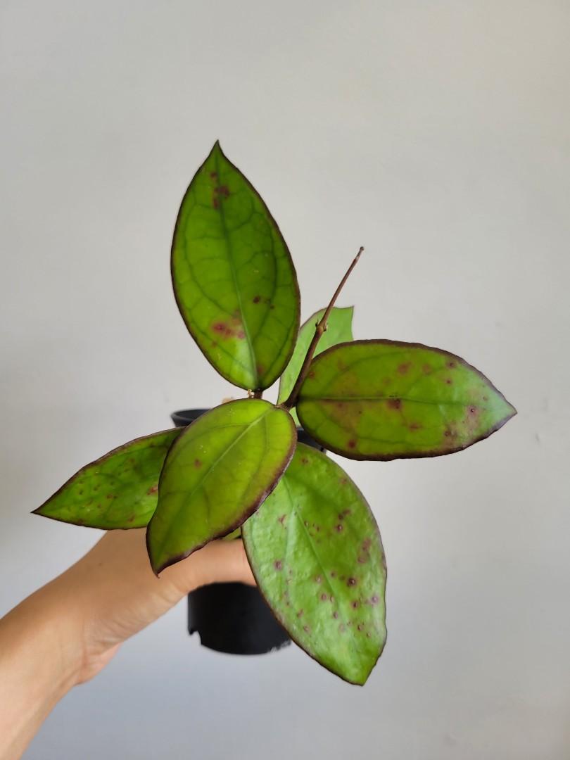 Hoya Puom Siam Ruby, Furniture & Home Living, Gardening, Plants & Seeds ...