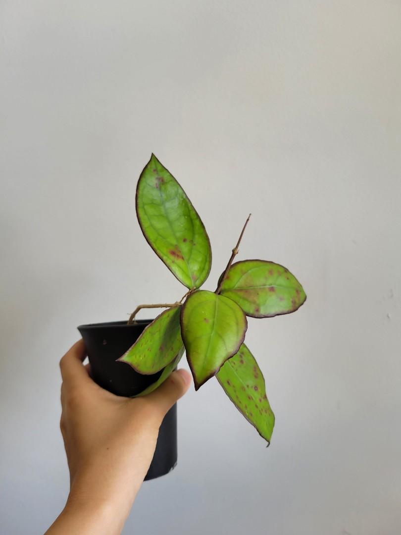 Hoya Puom Siam Ruby, Furniture & Home Living, Gardening, Plants & Seeds ...