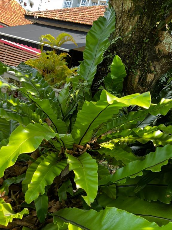 LAST DAYS BUY NOW - Large Bird's Nest Ferns (Asplenium Nidus) x 3 ...