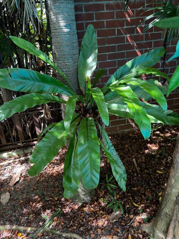 LAST DAYS BUY NOW - Large Bird's Nest Ferns (Asplenium Nidus) x 3 ...