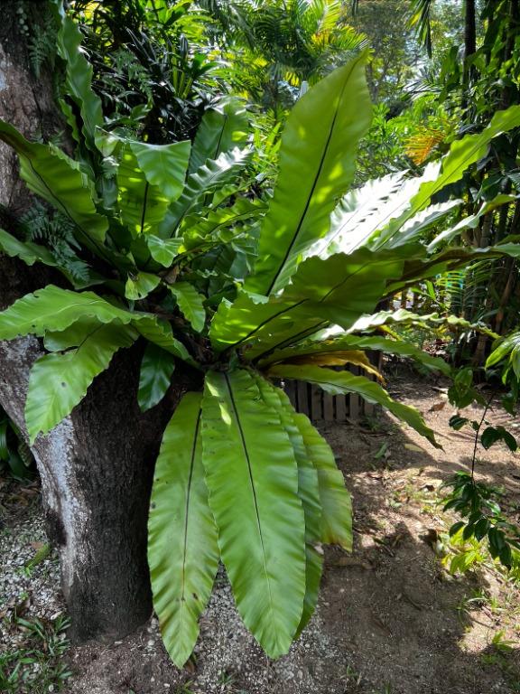 LAST DAYS BUY NOW - Large Bird's Nest Ferns (Asplenium Nidus) x 3 ...