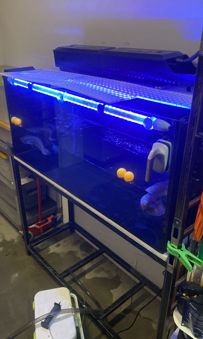 4ft tank & stand, Pet Supplies, Homes & Other Pet Accessories on Carousell