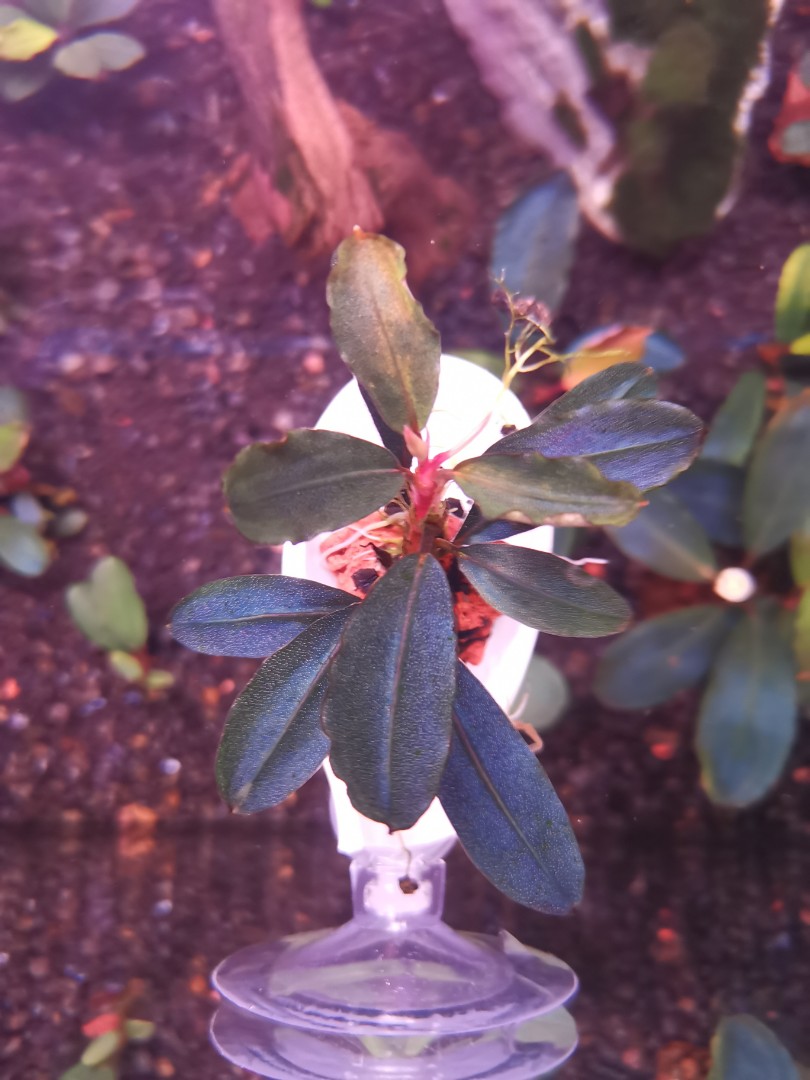 Bucep Bucephalandra Brownie Ghost 2015, Furniture & Home Living ...