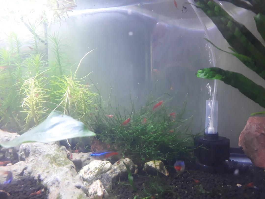 Java moss on a rock, Everything Else on Carousell