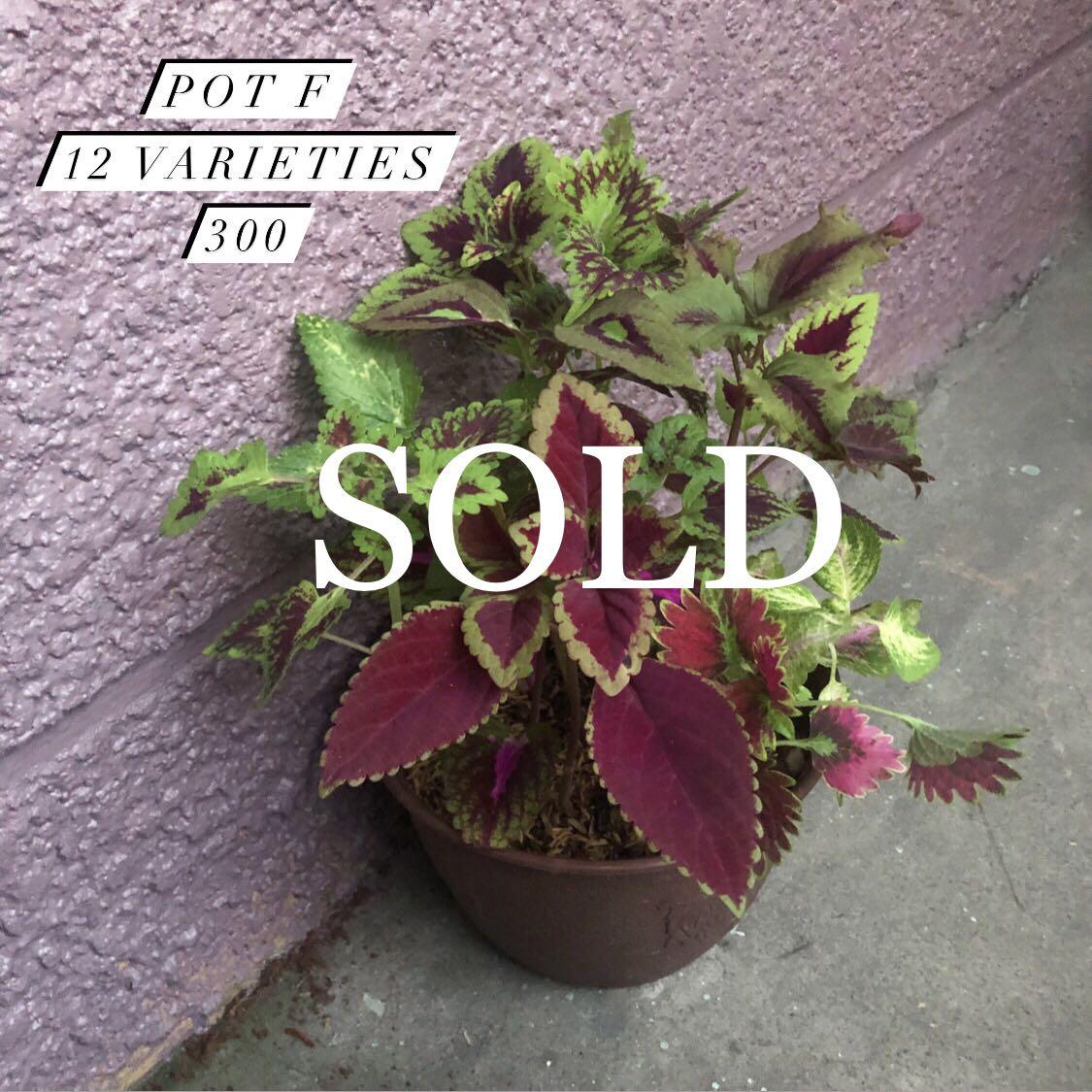 MAYANA Arrangements in White Pots 12 Assorted Varieties in 1 Pot Coleus ...