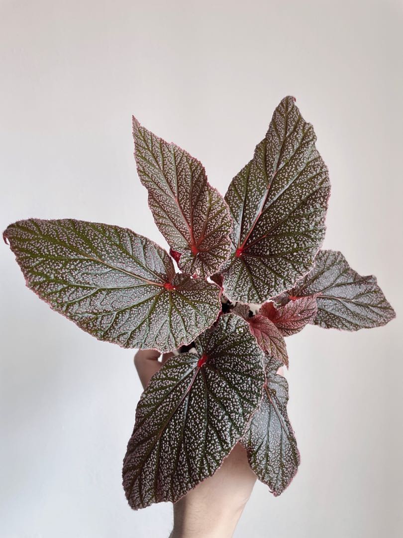 Begonia u062, Furniture & Home Living, Gardening, Plants & Seeds on ...