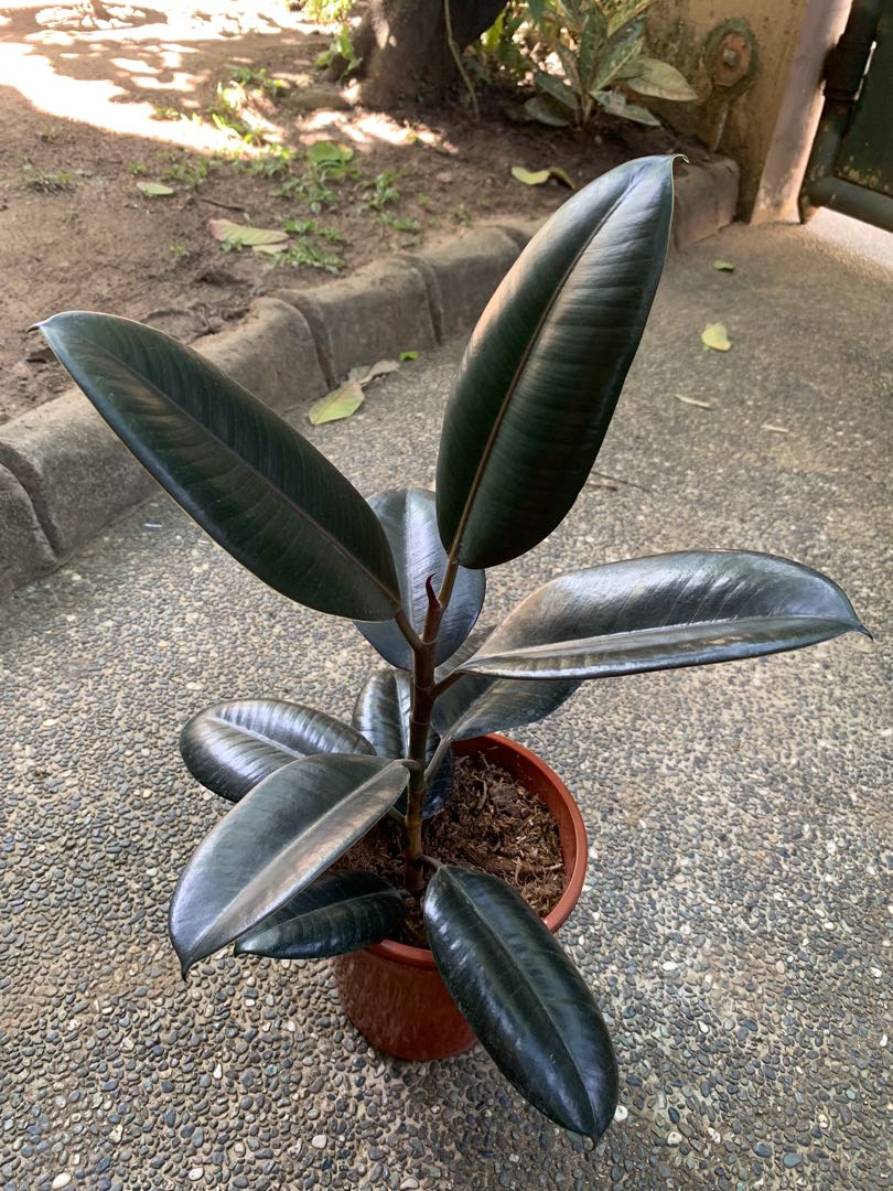Black Prince Rubber Tree, Furniture & Home Living, Gardening, Plants ...