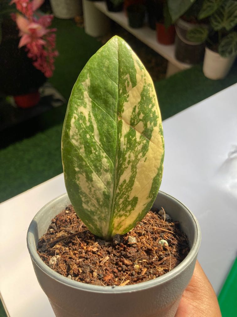 Money plant ZZ plant variegated, Furniture & Home Living, Gardening ...