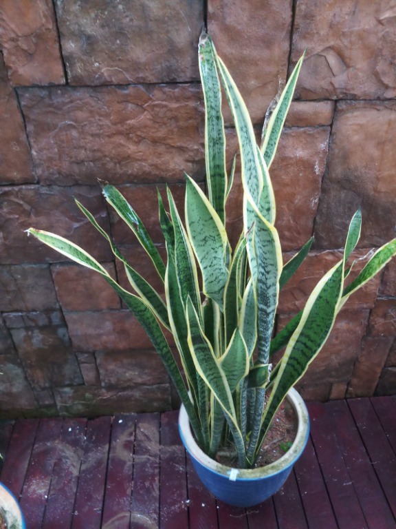 Snakehead plant with pot ($!4), Furniture & Home Living, Gardening ...