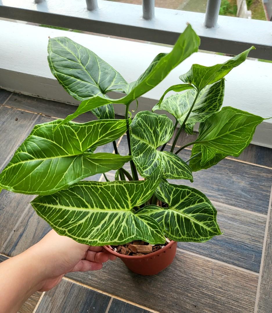 Syngonium Batik, Furniture & Home Living, Gardening, Plants & Seeds on ...