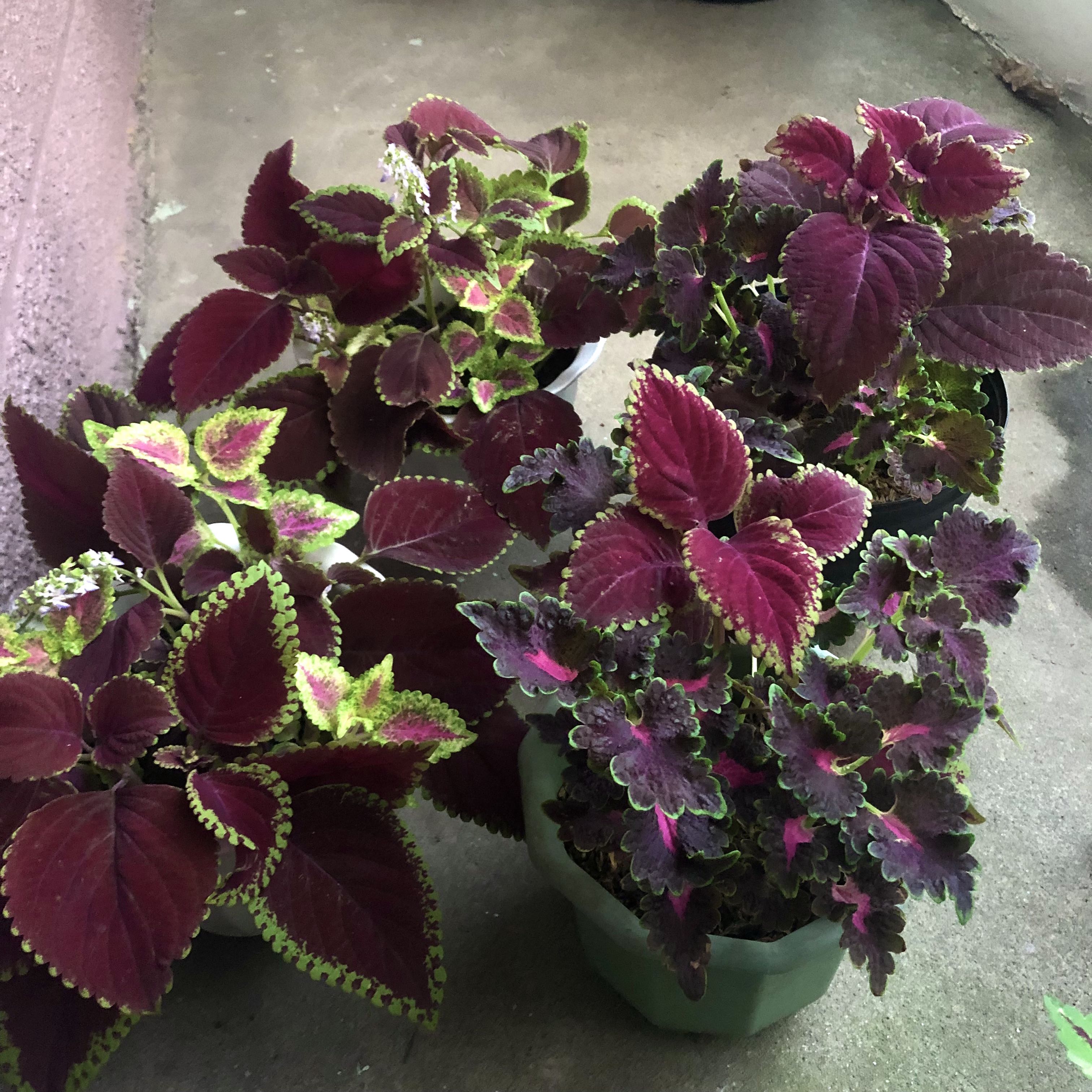 MAYANA Arrangements in White Pots 12 Assorted Varieties in 1 Pot Coleus ...
