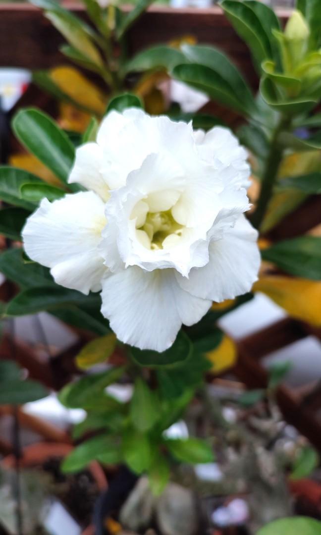 Adenium, Fu Gui hua pink with red stripes, white, Furniture & Home ...