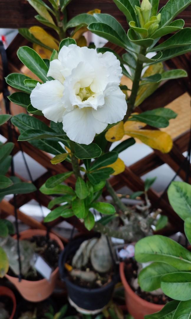 Adenium, Fu Gui hua pink with red stripes, white, Furniture & Home ...