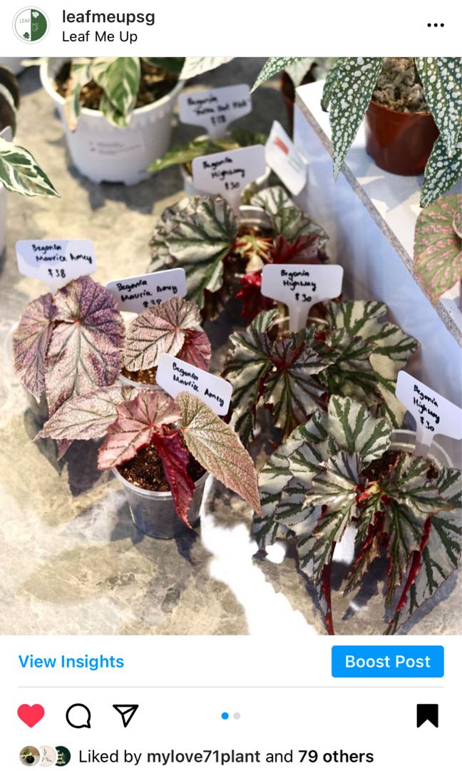 Begonia Highway, Furniture & Home Living, Gardening, Plants & Seeds on ...