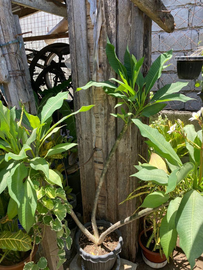 Calachuchi 4ft, Furniture & Home Living, Gardening, Plants & Seeds on ...