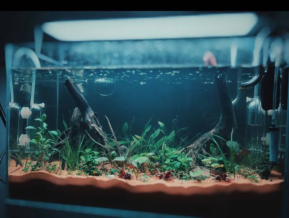 Fish tank Bundle, Pet Supplies, Homes & Other Pet Accessories on Carousell