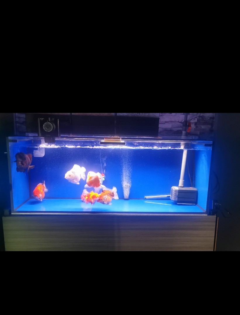 4 ft fish tank setup, Sports Equipment, Fishing on Carousell