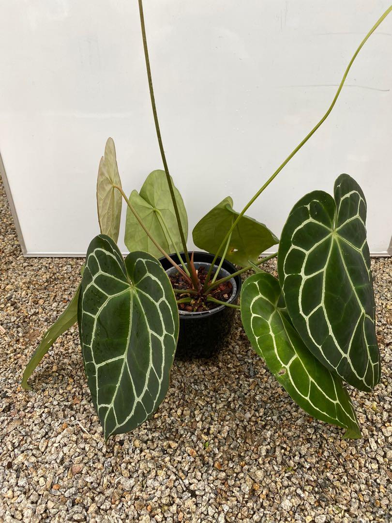 Anthurium crystallinum, Furniture & Home Living, Gardening, Plants ...
