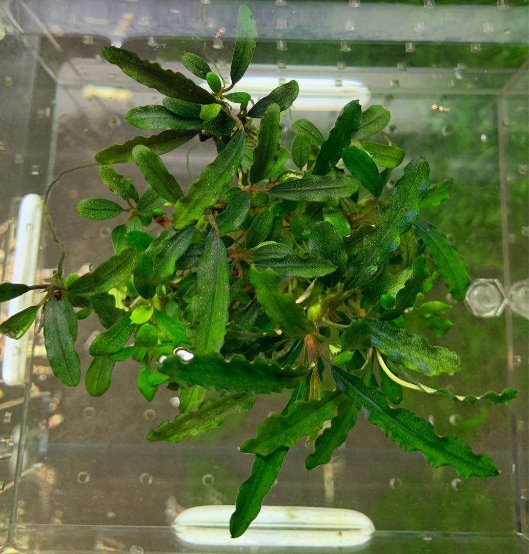 Bucephalandra mini Catherine, Furniture & Home Living, Gardening ...