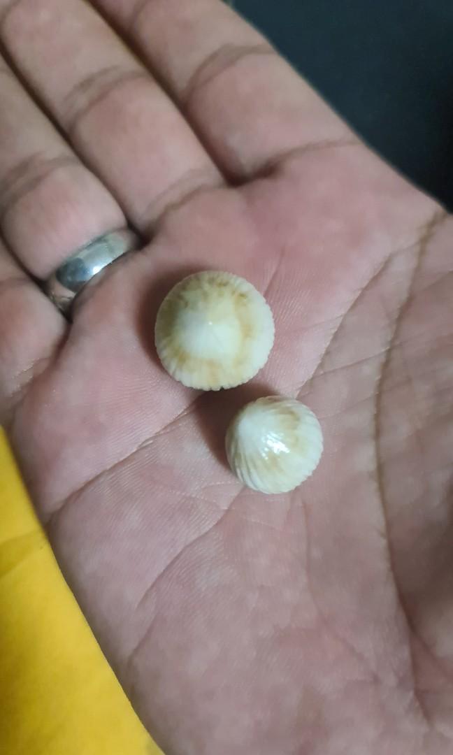 Buntat kelapa tunggal menghadap Matahari jatuh, Hobbies & Toys ...