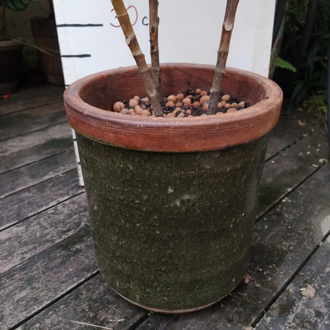 Ficus Elastica Red Ruby in a clay pot, Furniture & Home Living ...