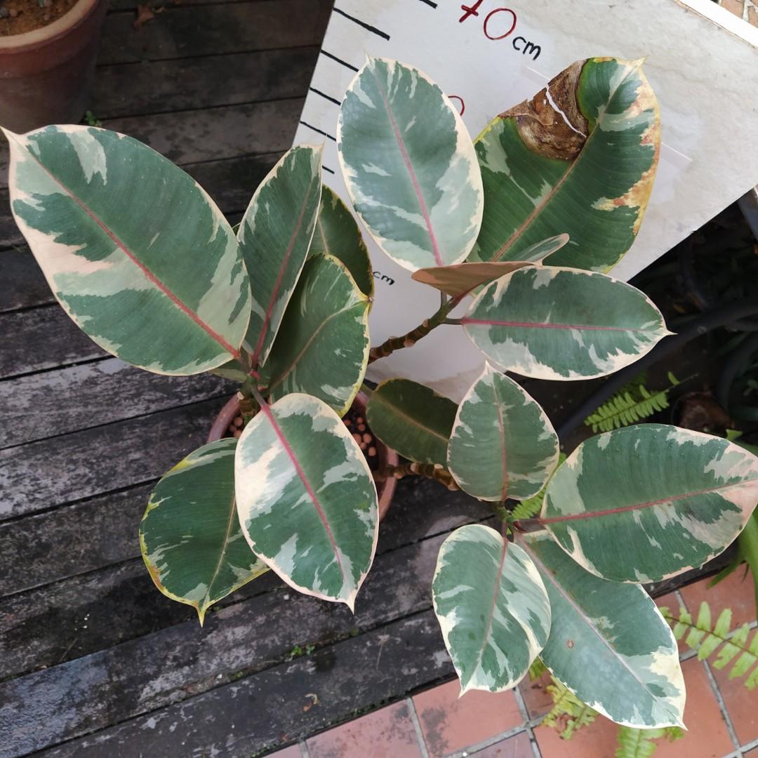 Ficus Elastica Red Ruby in a clay pot, Furniture & Home Living ...