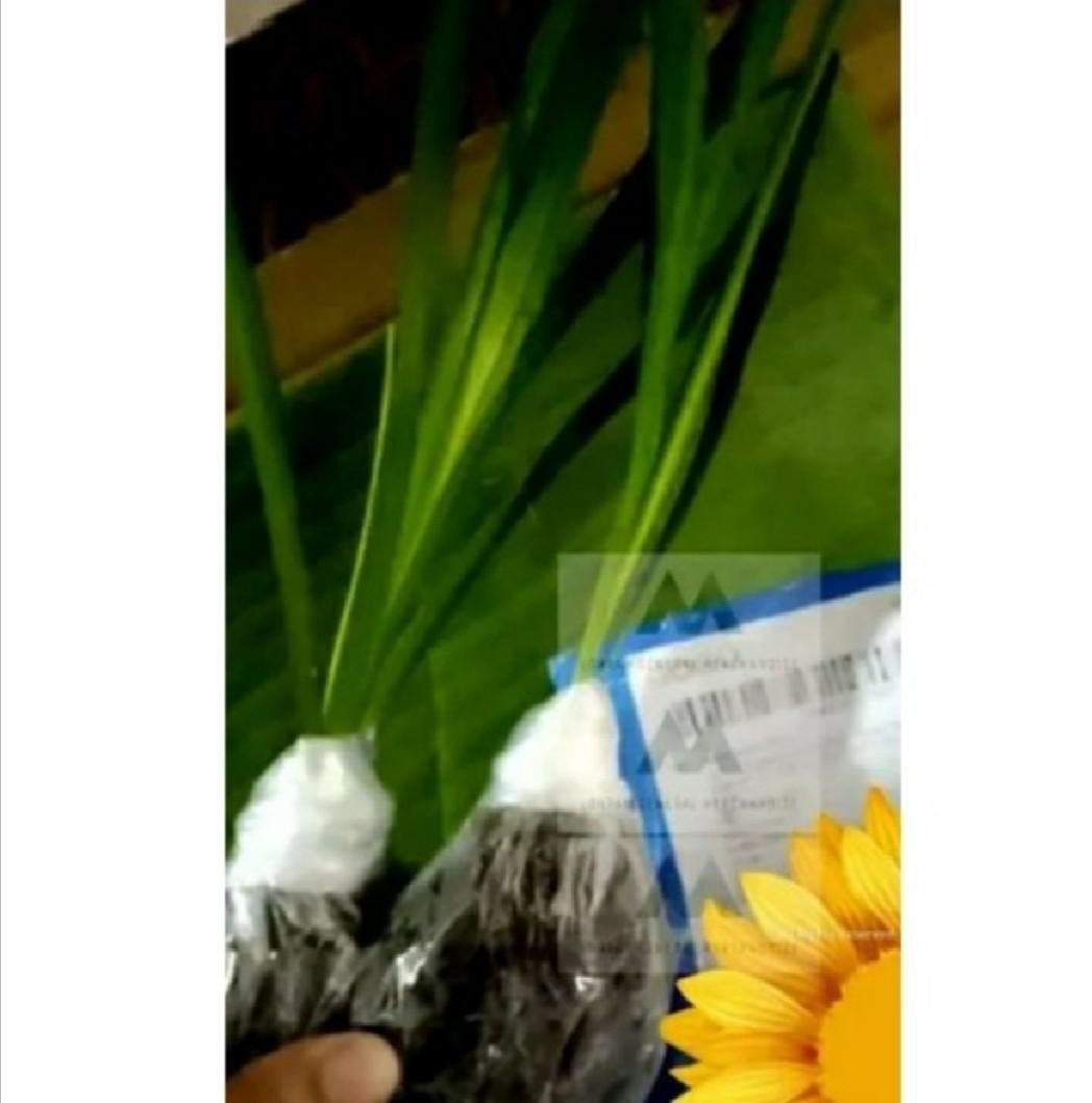 Lubigan/Sweet Flag/Myrtle grass/Calamus Live plant, Furniture & Home ...