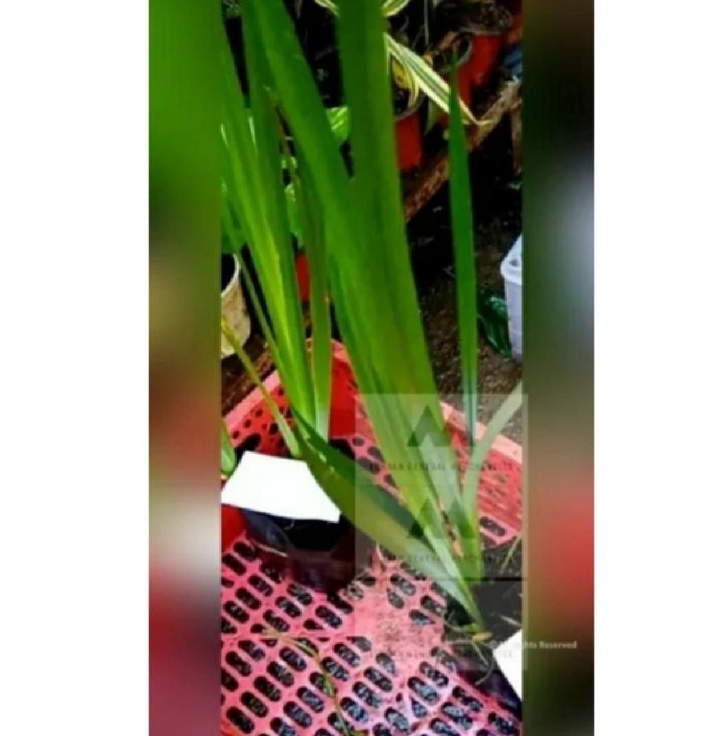 Lubigan/Sweet Flag/Myrtle grass/Calamus Live plant, Furniture & Home ...