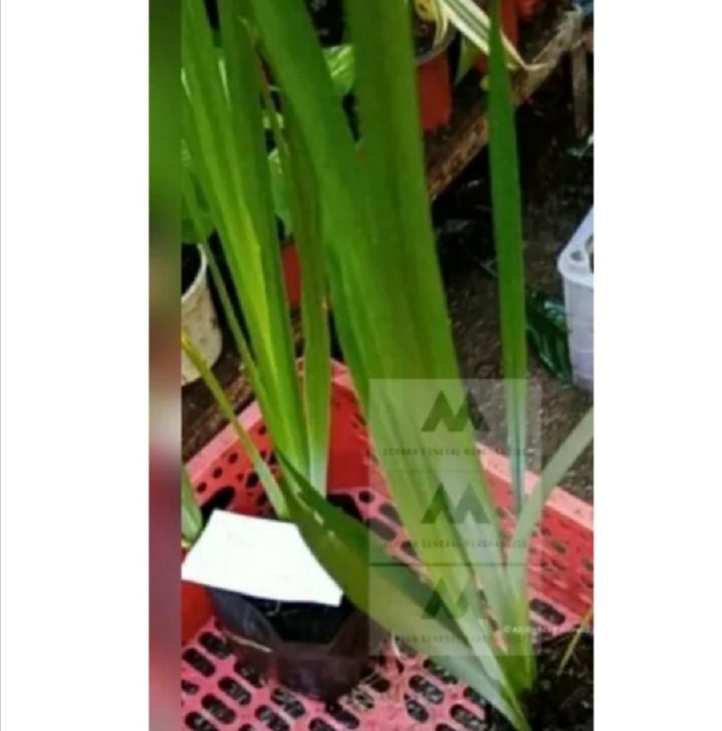Lubigan/Sweet Flag/Myrtle grass/Calamus Live plant, Furniture & Home ...