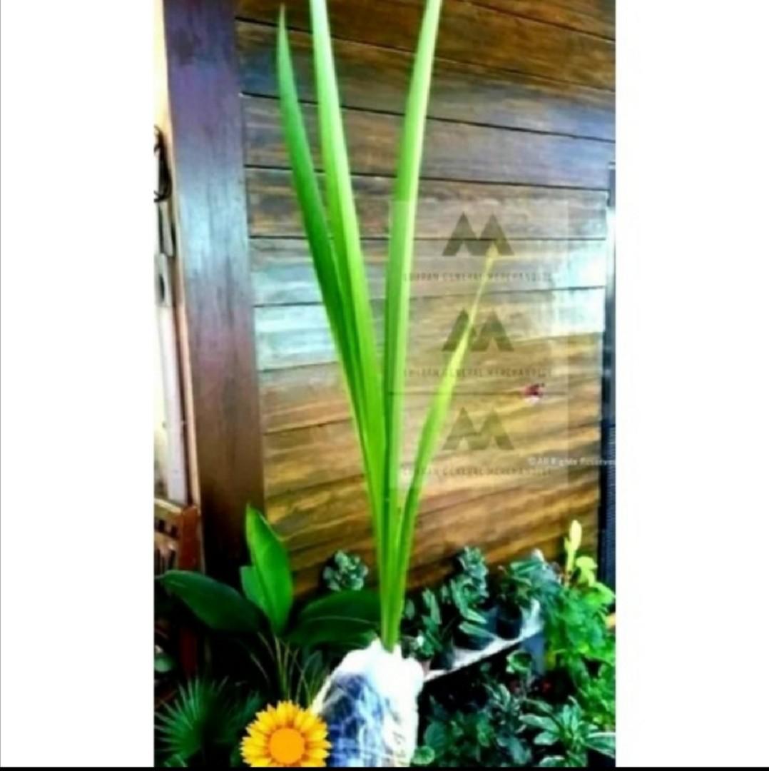 Lubigan/Sweet Flag/Myrtle grass/Calamus Live plant, Furniture & Home ...