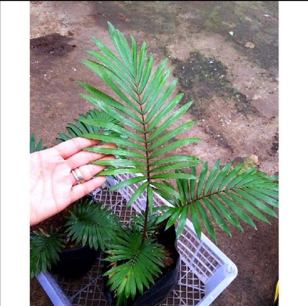 Rattan Palm Live Plant, Furniture & Home Living, Gardening, Plants ...