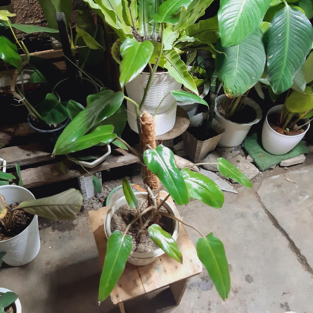 Trailing dark lord philo, Furniture & Home Living, Gardening, Plants ...