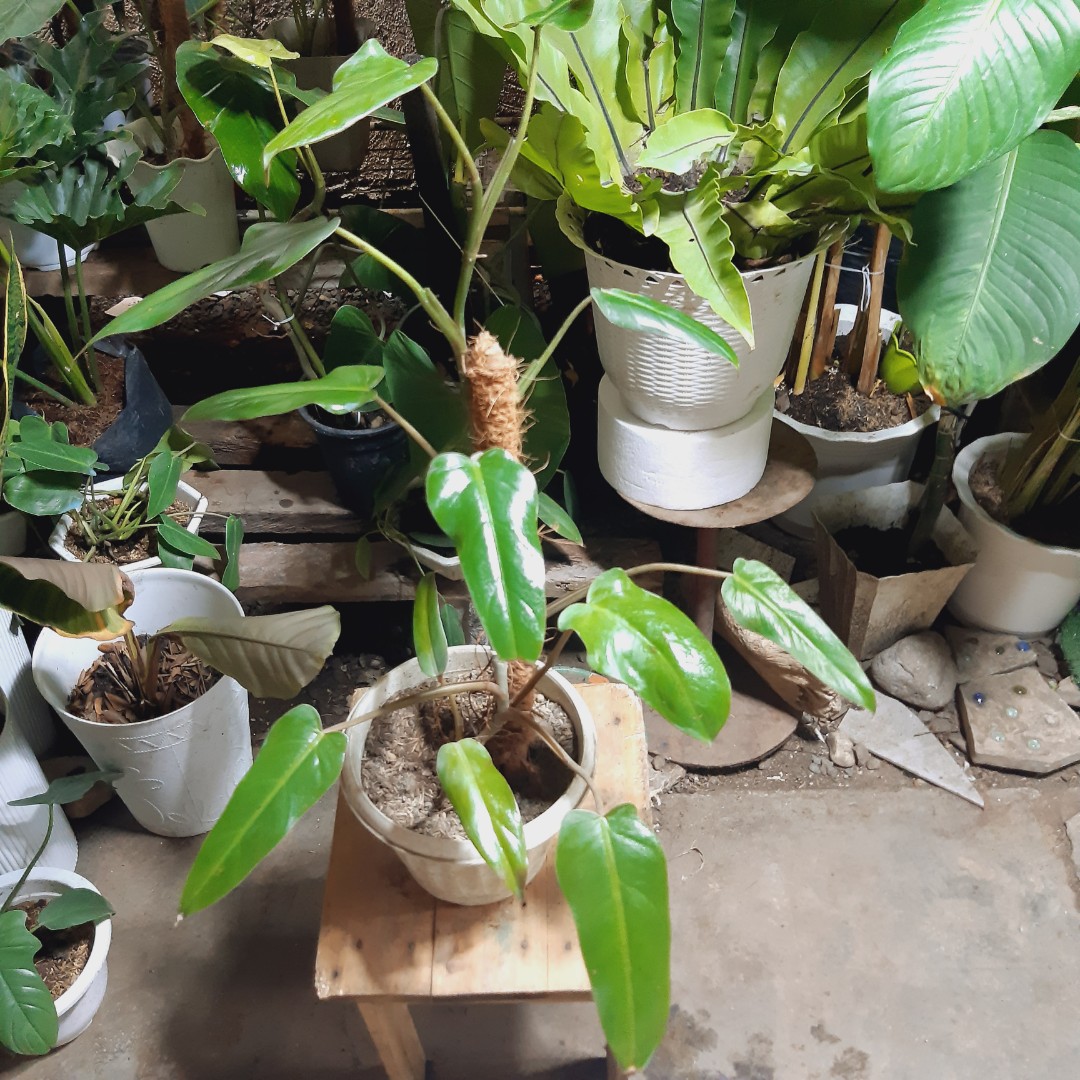 Trailing dark lord philo, Furniture & Home Living, Gardening, Plants ...