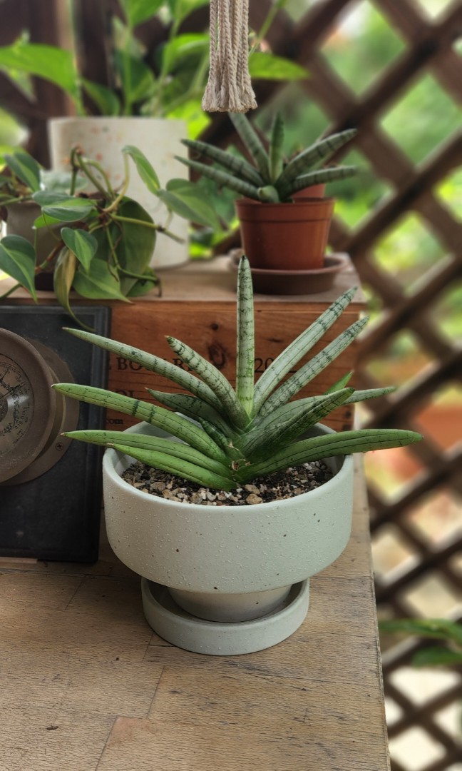 Variegated Sanseveria boncel (different sizes), Furniture & Home Living ...