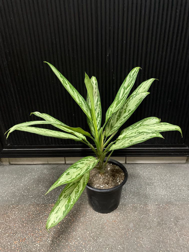 Aglaonema Silver King, Furniture & Home Living, Gardening, Plants ...