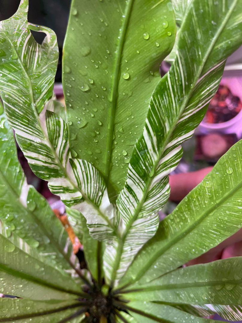 Asplenium variegated, Furniture & Home Living, Gardening, Plants ...