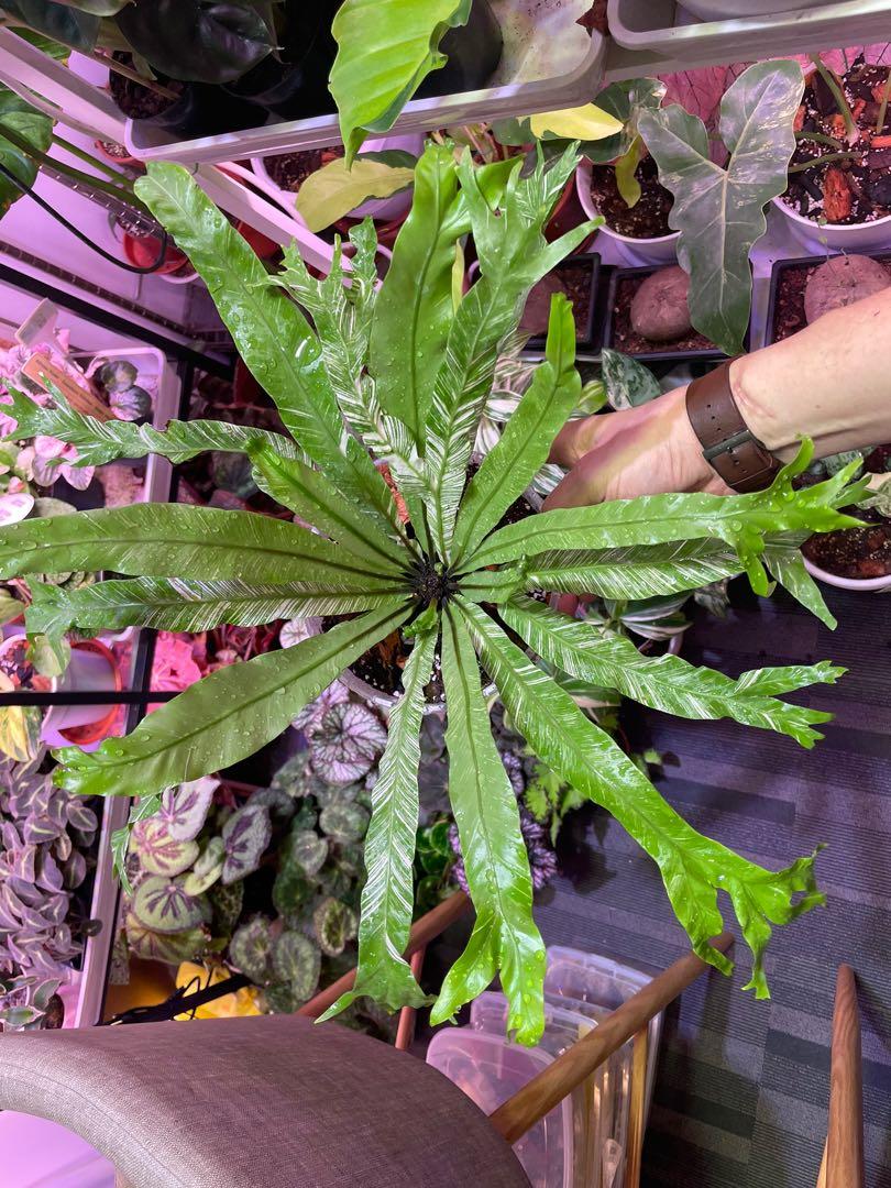 Asplenium variegated, Furniture & Home Living, Gardening, Plants ...