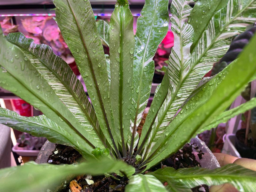 Asplenium variegated, Furniture & Home Living, Gardening, Plants ...