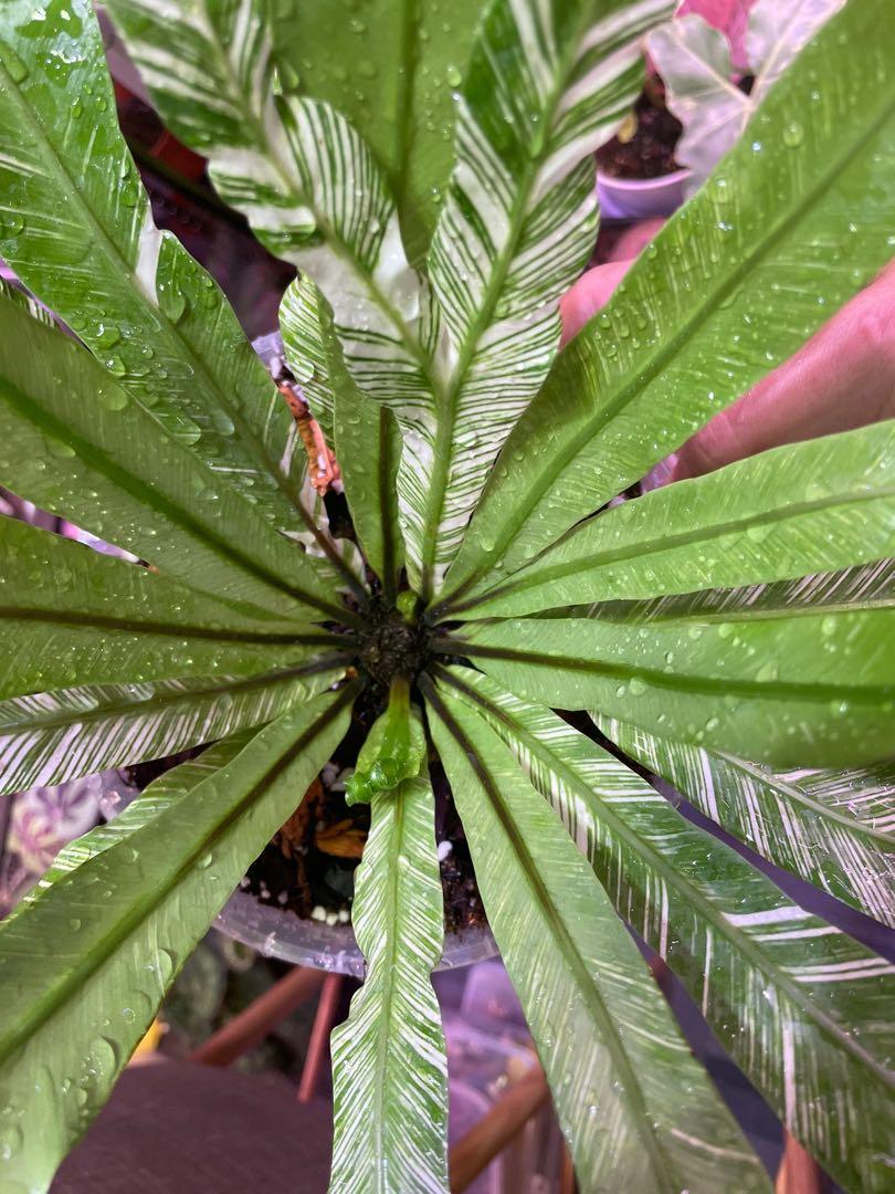 Asplenium variegated, Furniture & Home Living, Gardening, Plants ...