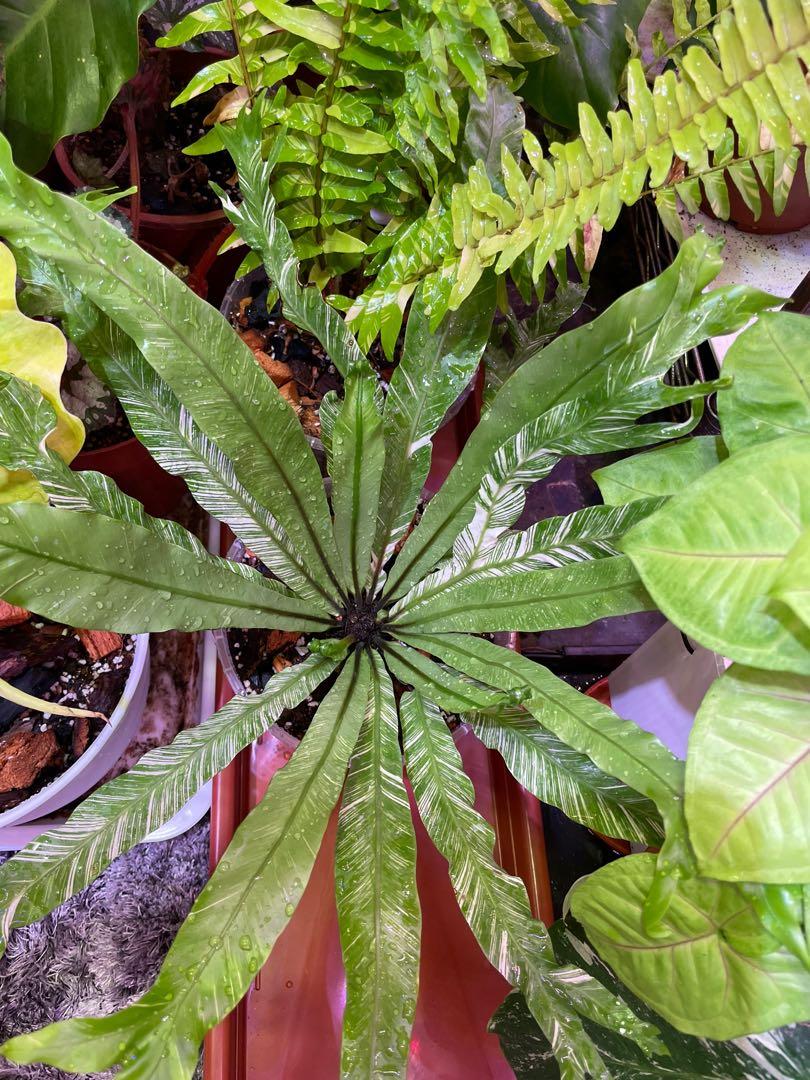 Asplenium variegated, Furniture & Home Living, Gardening, Plants ...