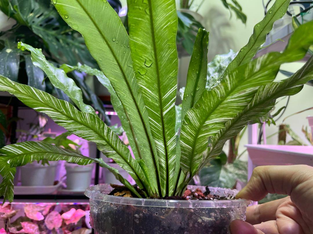 Asplenium variegated, Furniture & Home Living, Gardening, Plants ...