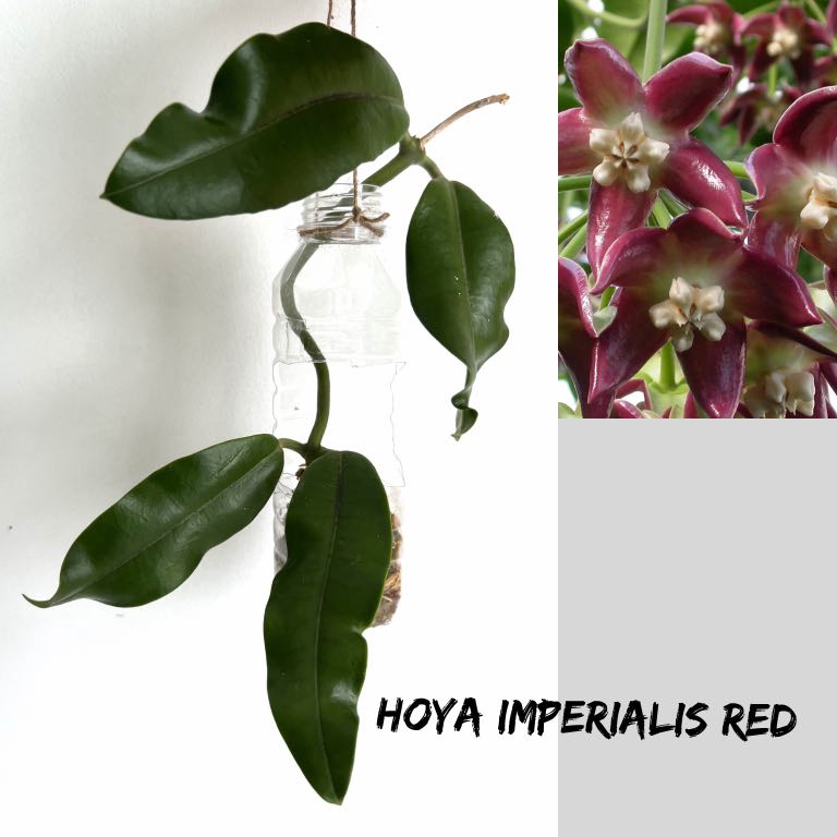 HOYA IMPERIALIS RED, Furniture & Home Living, Gardening, Plants & Seeds ...