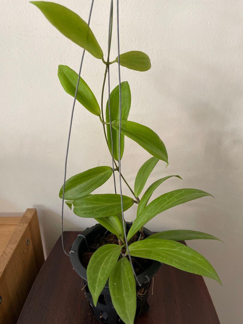 Hoya maxima, verticillata , baikensis, SP Philippines, imperialis red ...